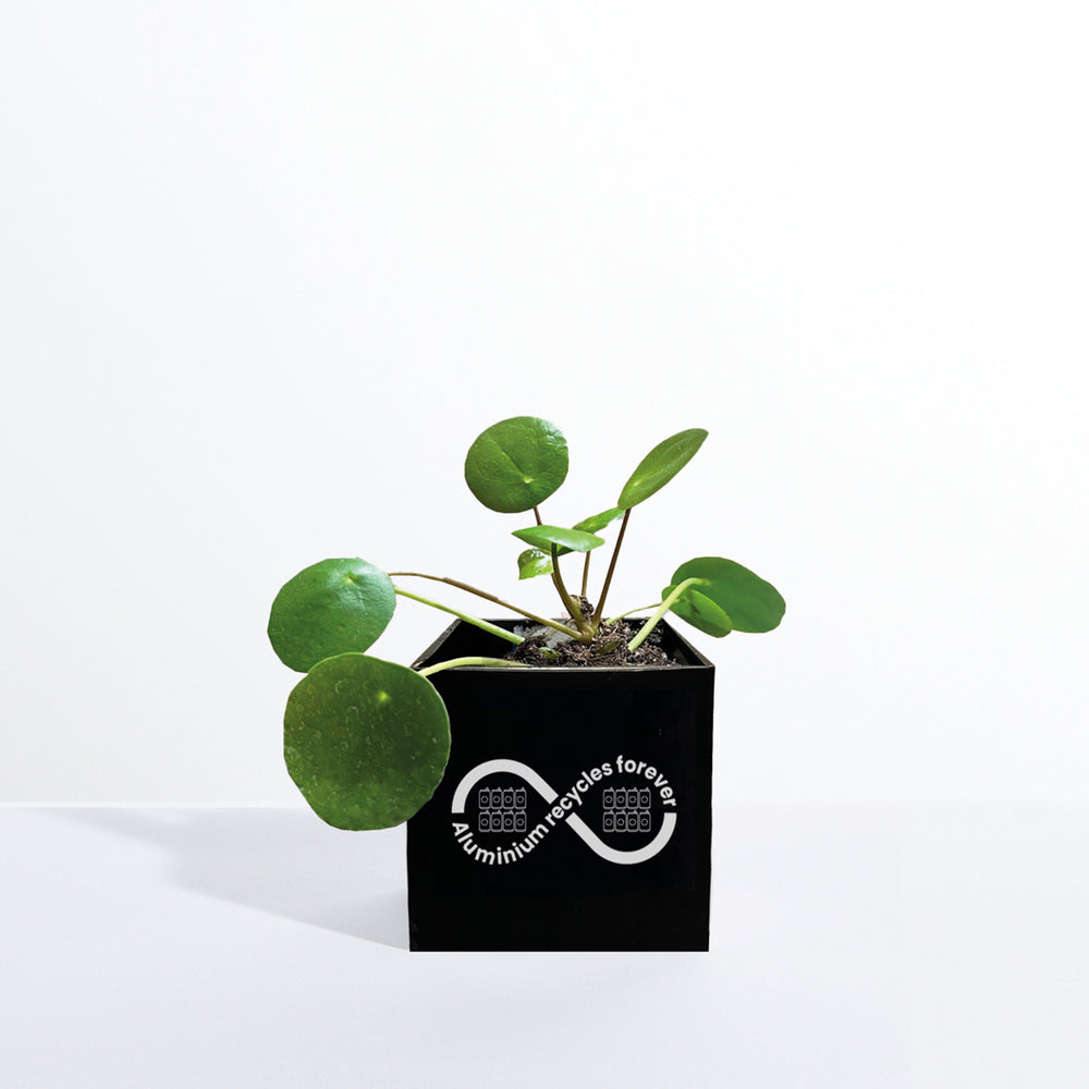 Hey Pots - Plants – pod-sustainable-goods