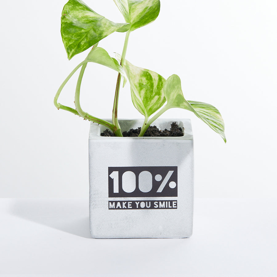 Hey Pots - Plants – pod-sustainable-goods