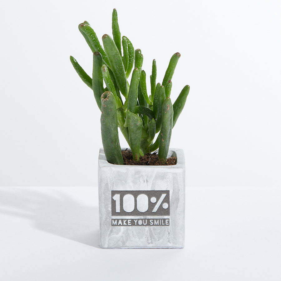 Hey Pots - Plants – pod-sustainable-goods